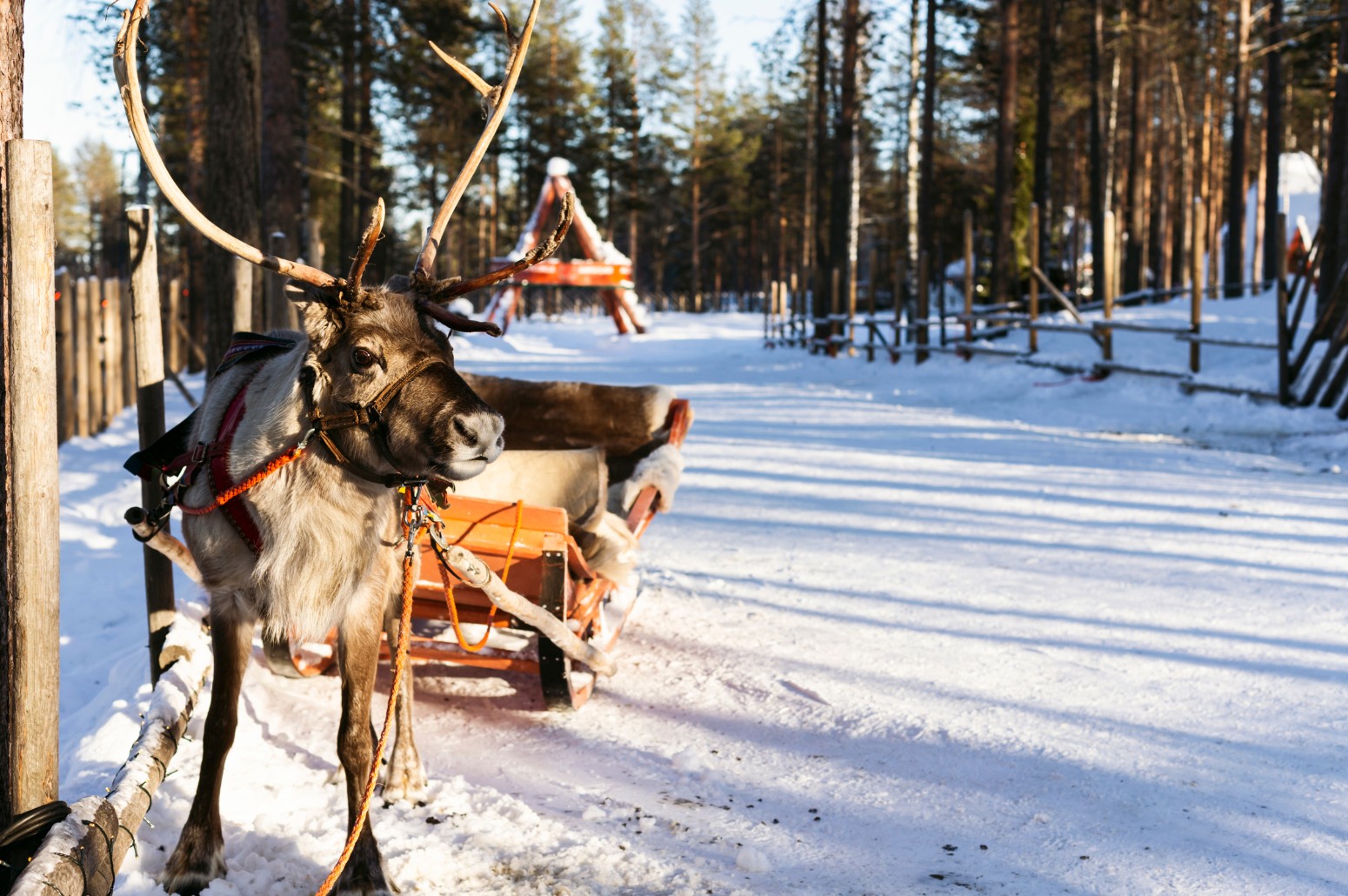 Puente de diciembre | Tropiikki